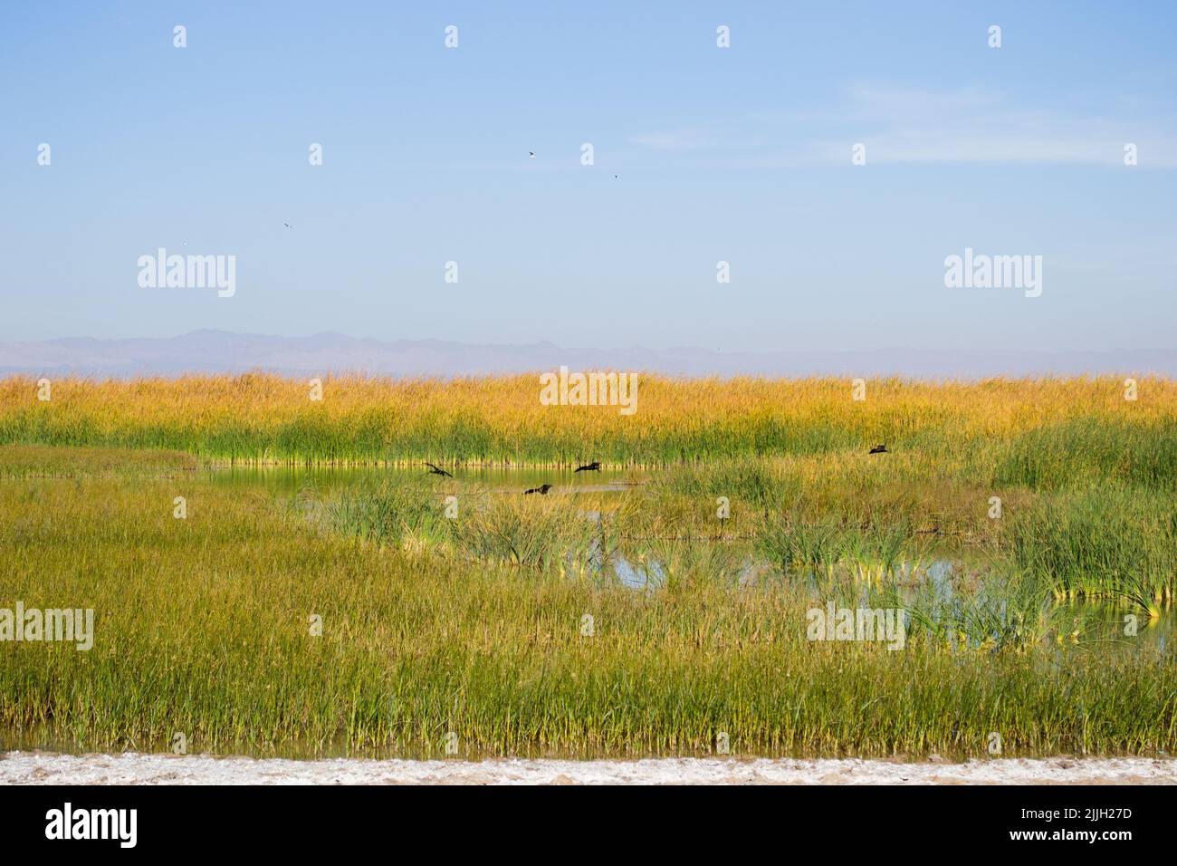 Swamp grasslands in Palm Desert California Stock Photo - Alamy