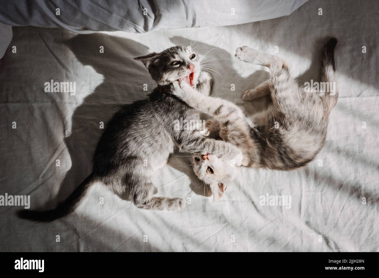 Cat Adoption, Adopt kitten from rescues and shelters. Two happy outbred ...