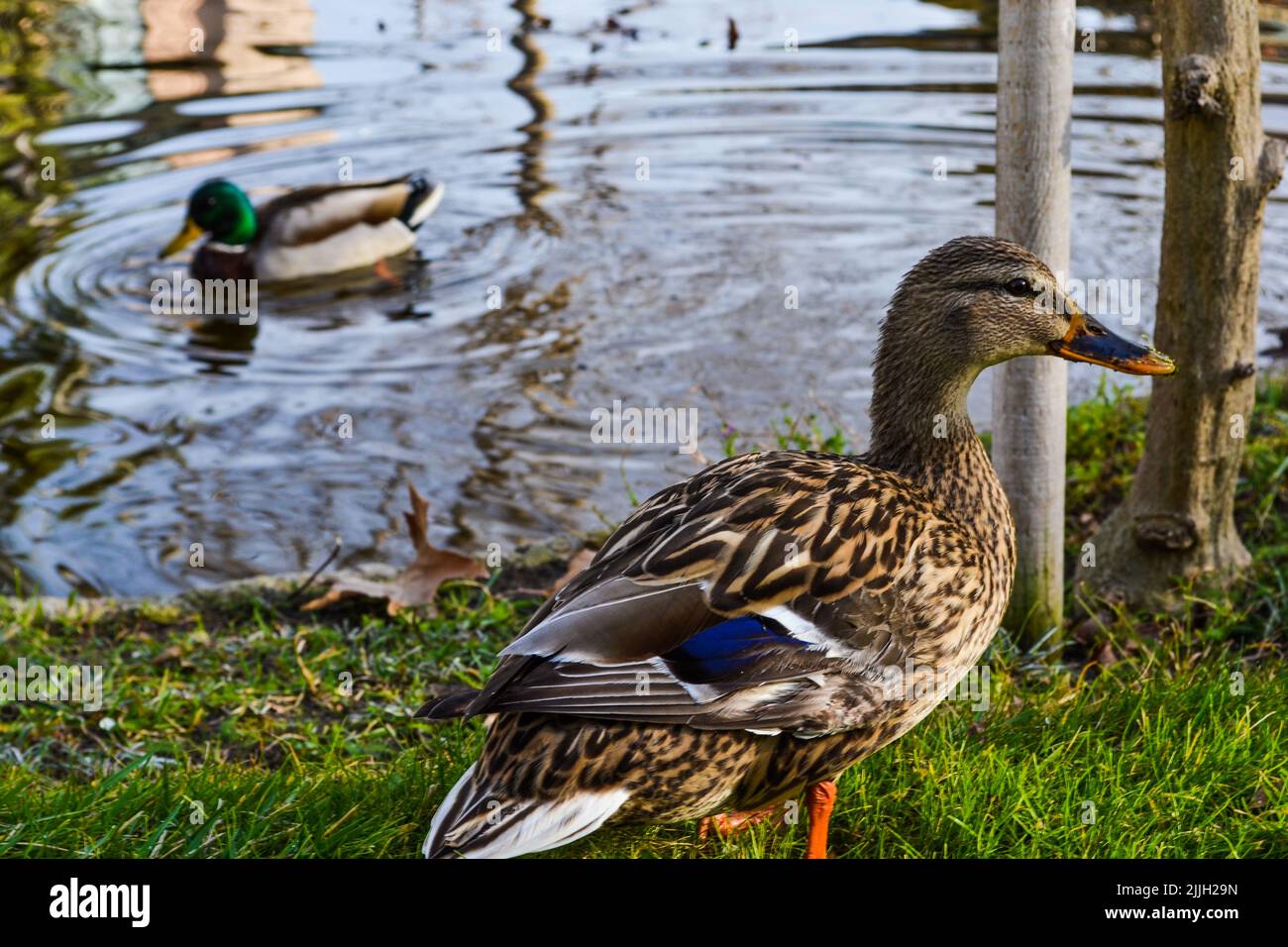 Female mallard duck fish hi-res stock photography and images - Alamy