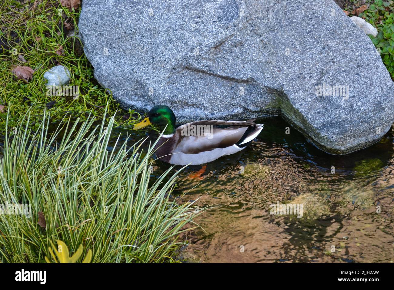 Female mallard duck fish hi-res stock photography and images - Alamy