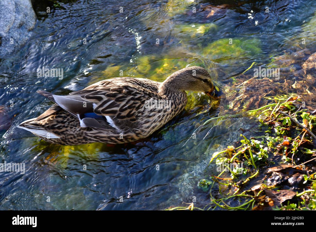 Female mallard duck fish hi-res stock photography and images - Alamy