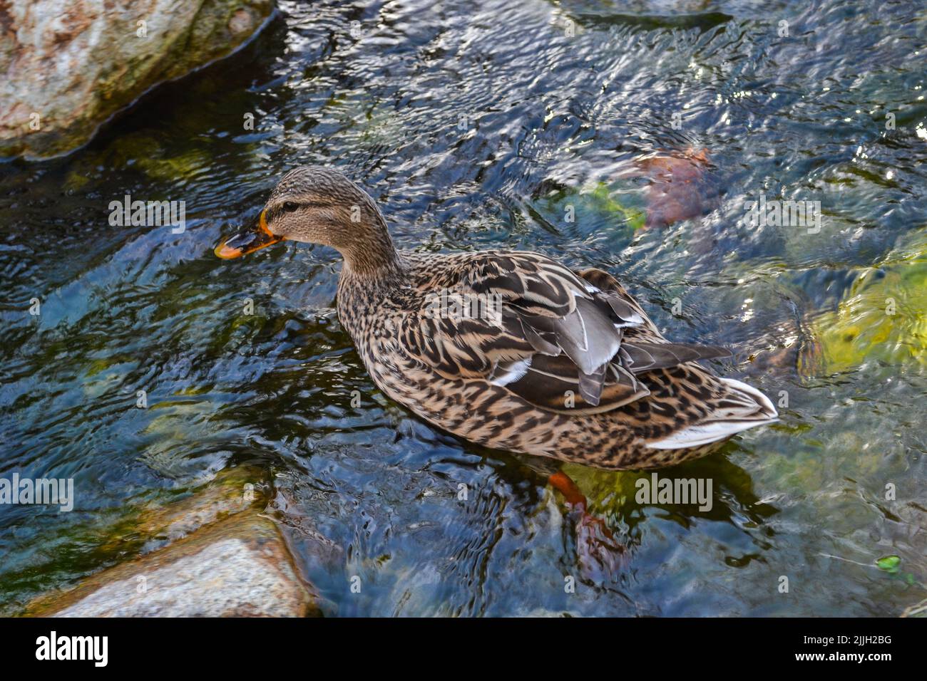 Female mallard duck fish hi-res stock photography and images - Alamy