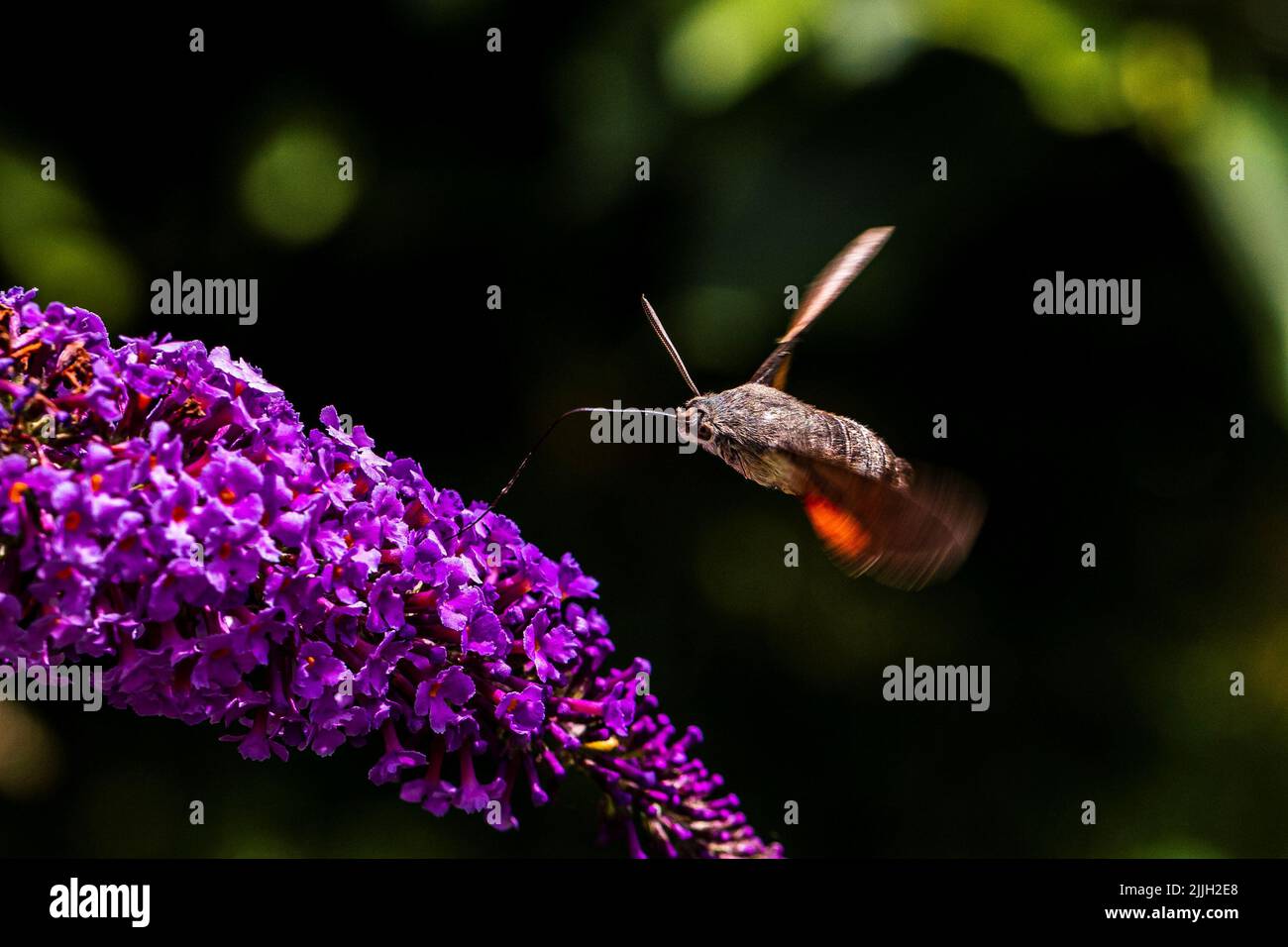 A portrait of a hummingbird hawk-moth hovering above a butterfly bush ...