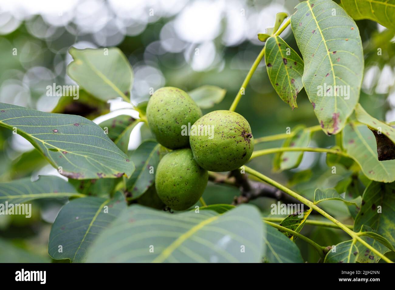 A portrait of a few healthy but still unripe walnuts still in their ...