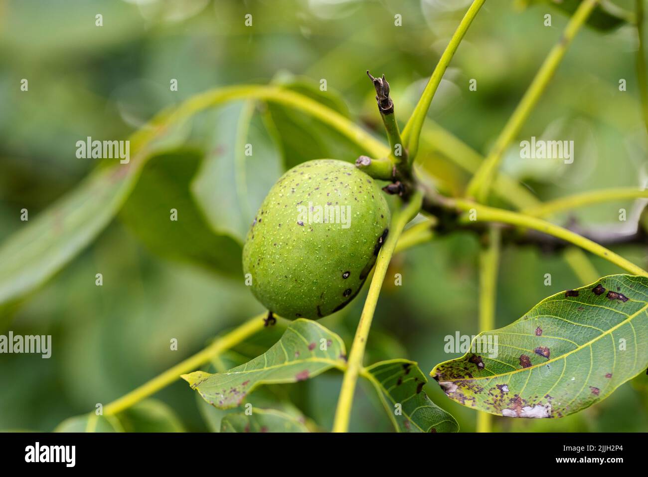 A portrait of a healthy but still unripe walnut still in its green peel ...