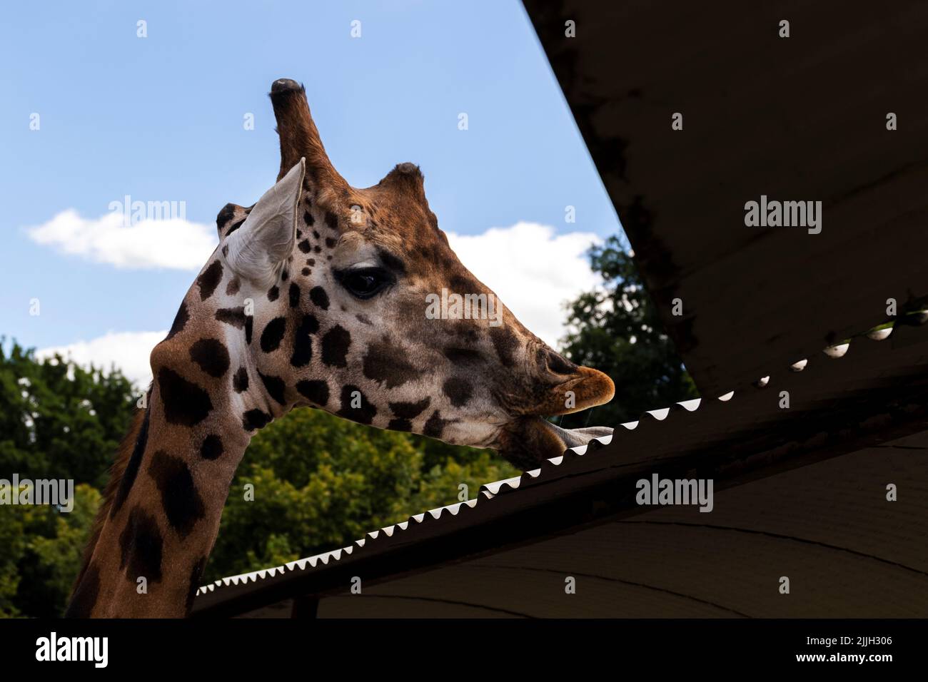 A close up portrait of a giraffe licking the roof of a bridge in a zoo ...