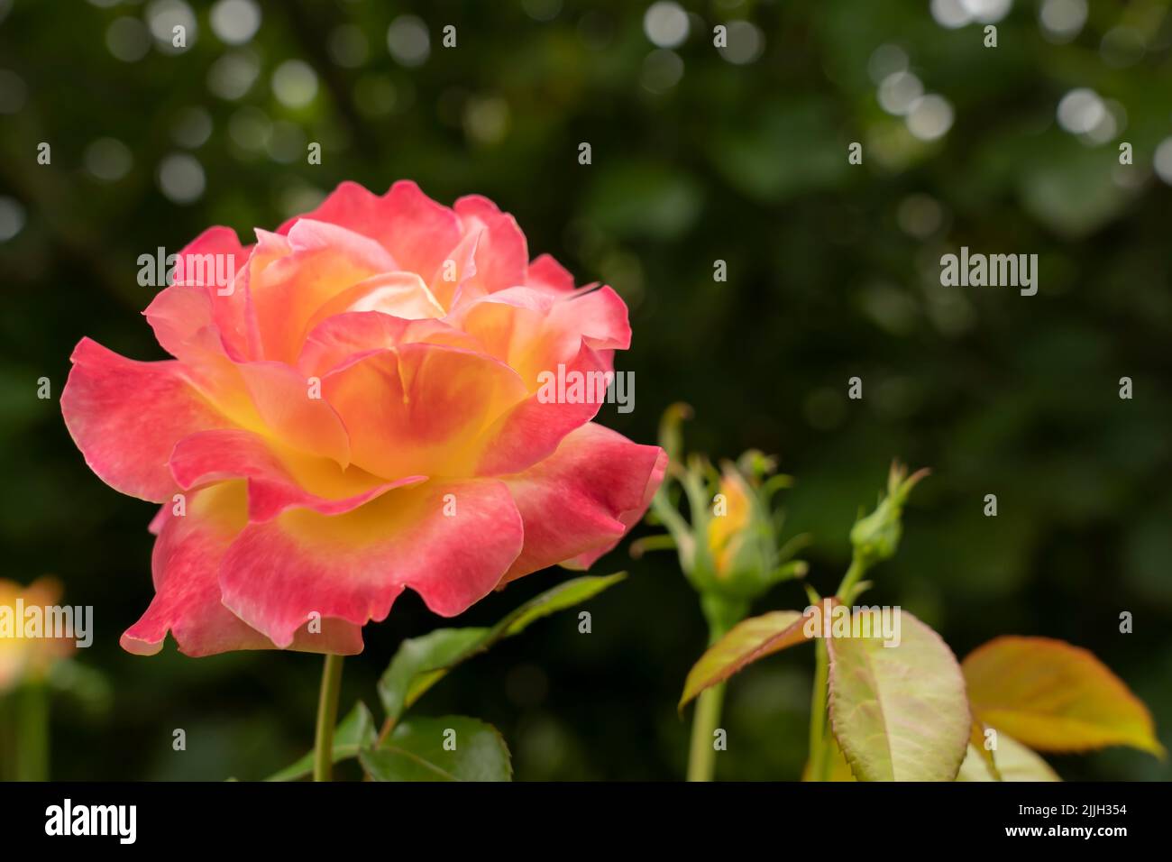 A red and yellow rose bush blooms in the green garden Stock Photo - Alamy