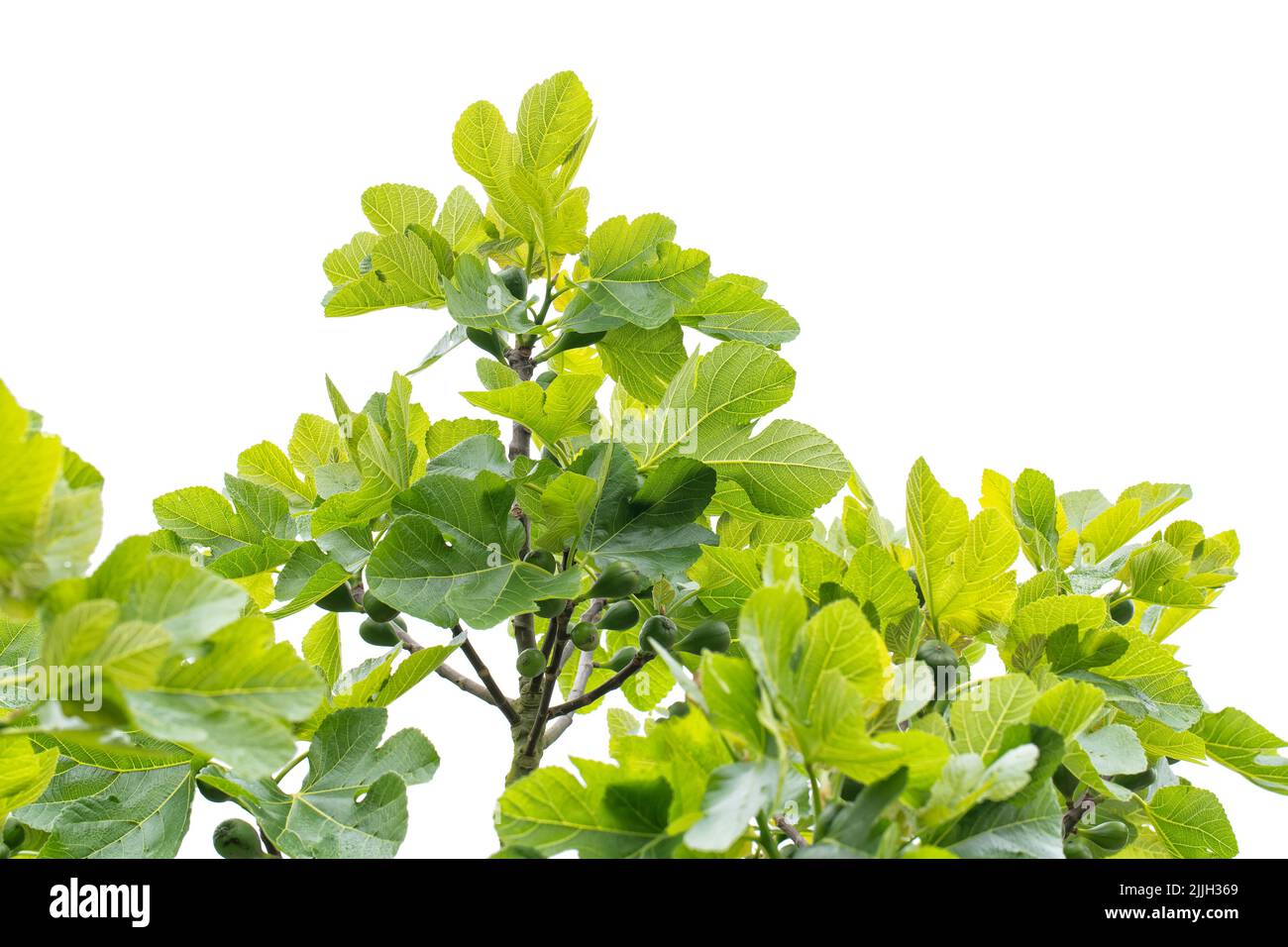 Detail of the top of a fig tree with figs isolated on white background ...
