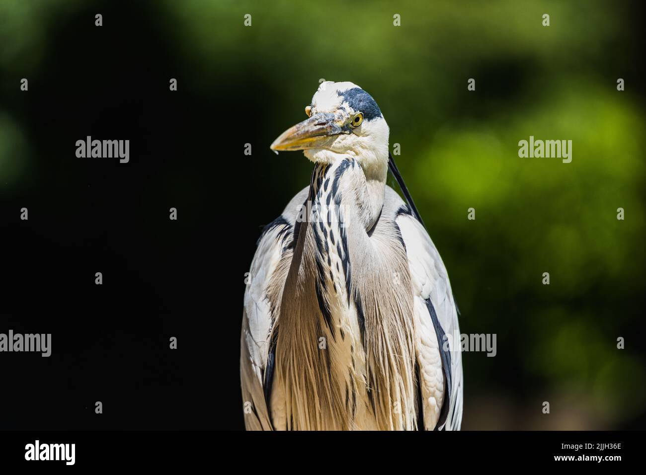 A portrait of white stork with blue patterns on its feathers and ...