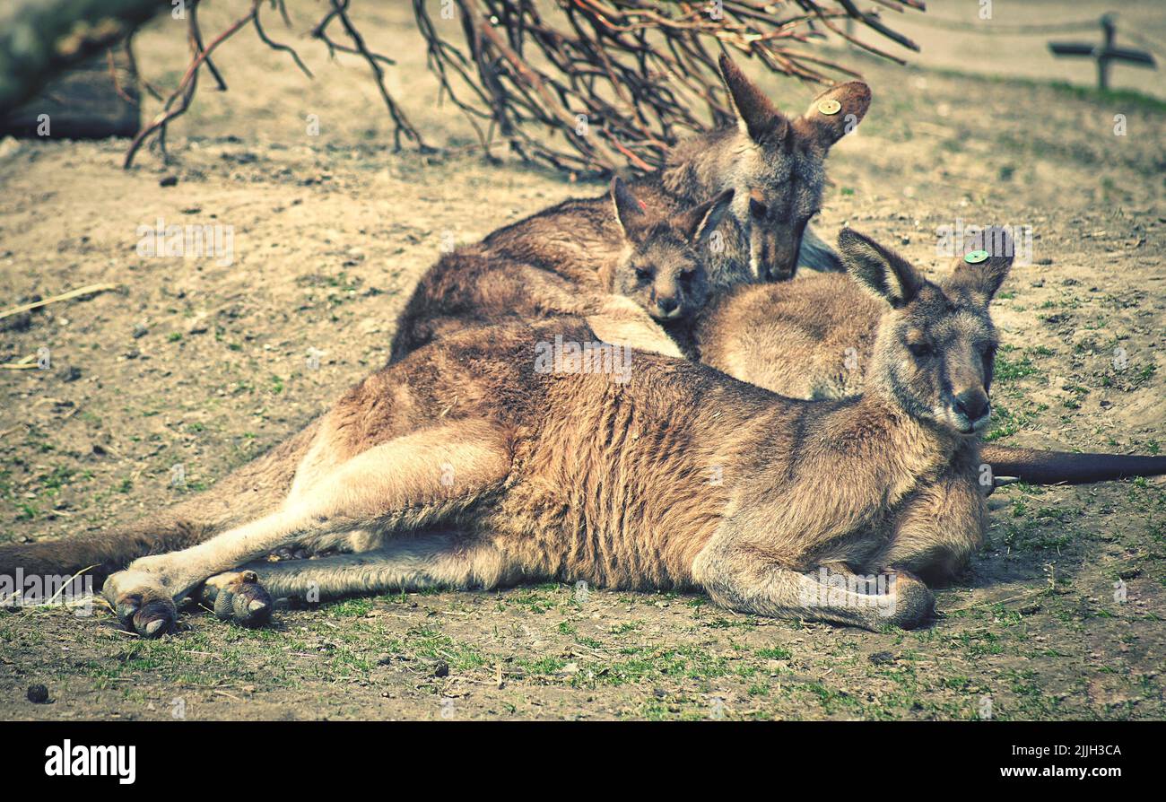 A family of kangaroos lying and resting on the ground in a savanna ...