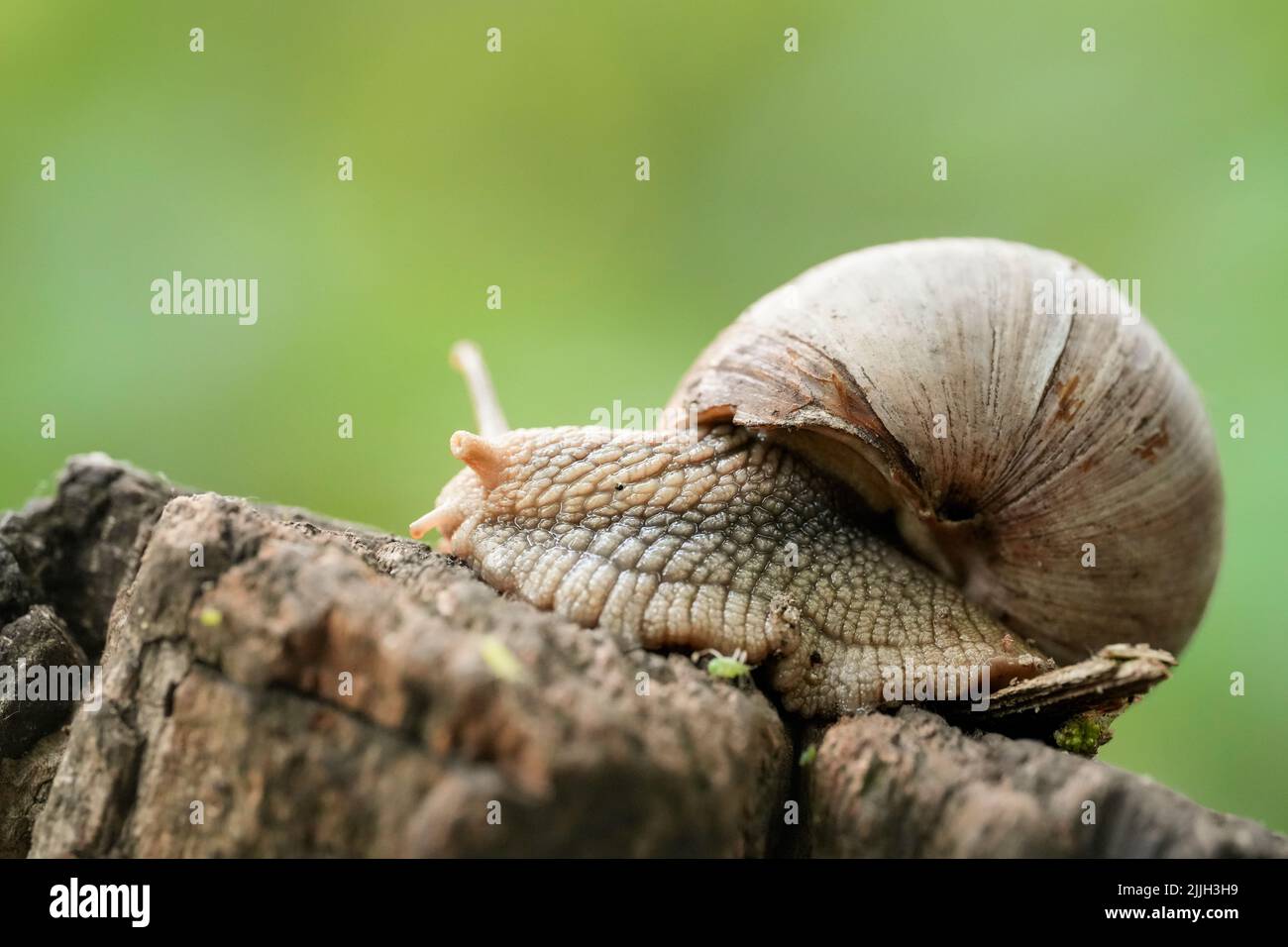 Snail details hi-res stock photography and images - Alamy