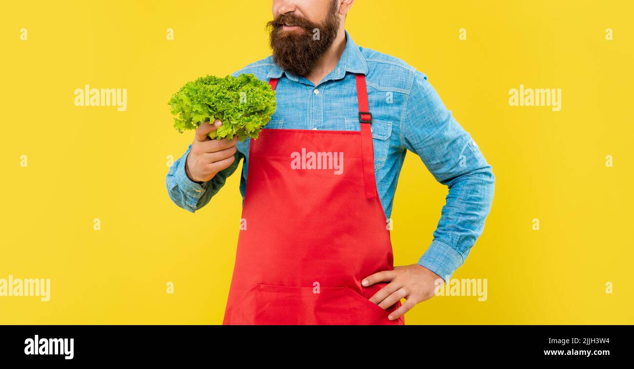 Happy man crop view in red apron holding fresh leaf lettuce yellow ...