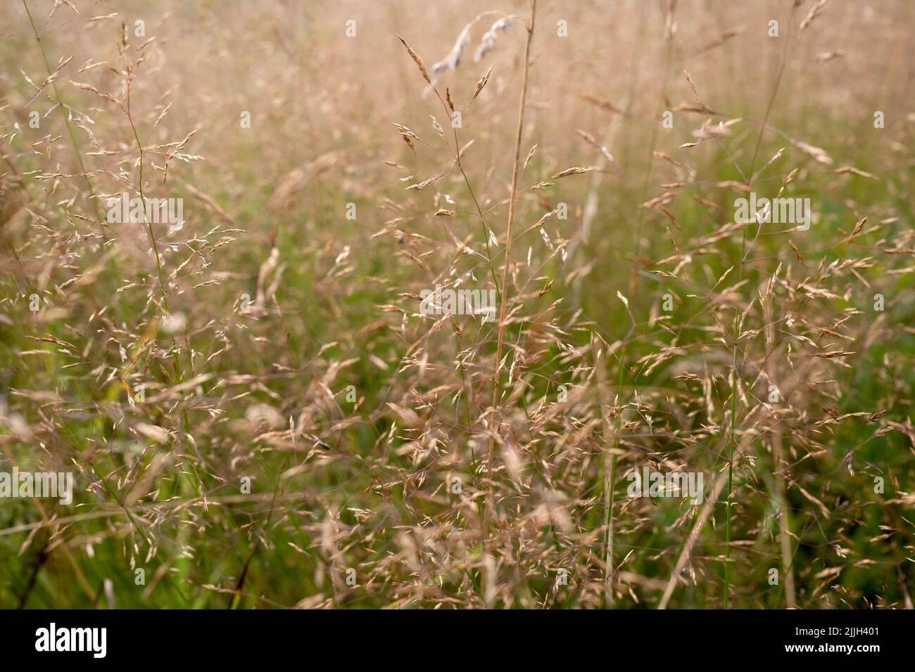 Common bent grass hi-res stock photography and images - Alamy