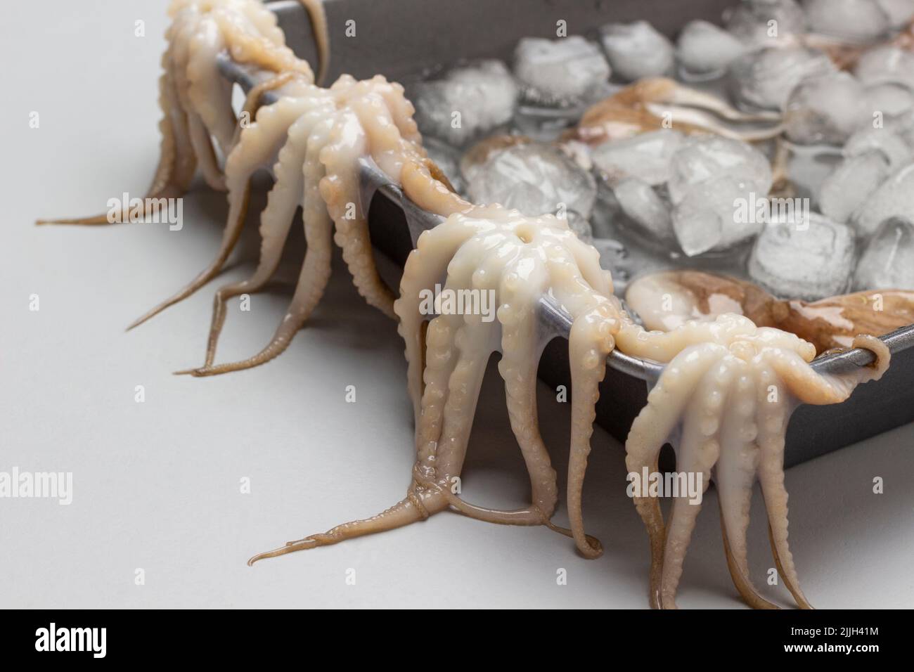 Octopus tentacles hang from the tray. Melted ice in tray. Close up ...