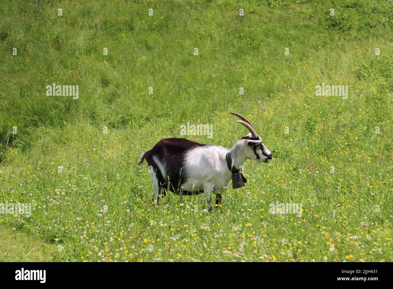 happy goat in the swiss alp. enjoying wild grass and a nice view to ...