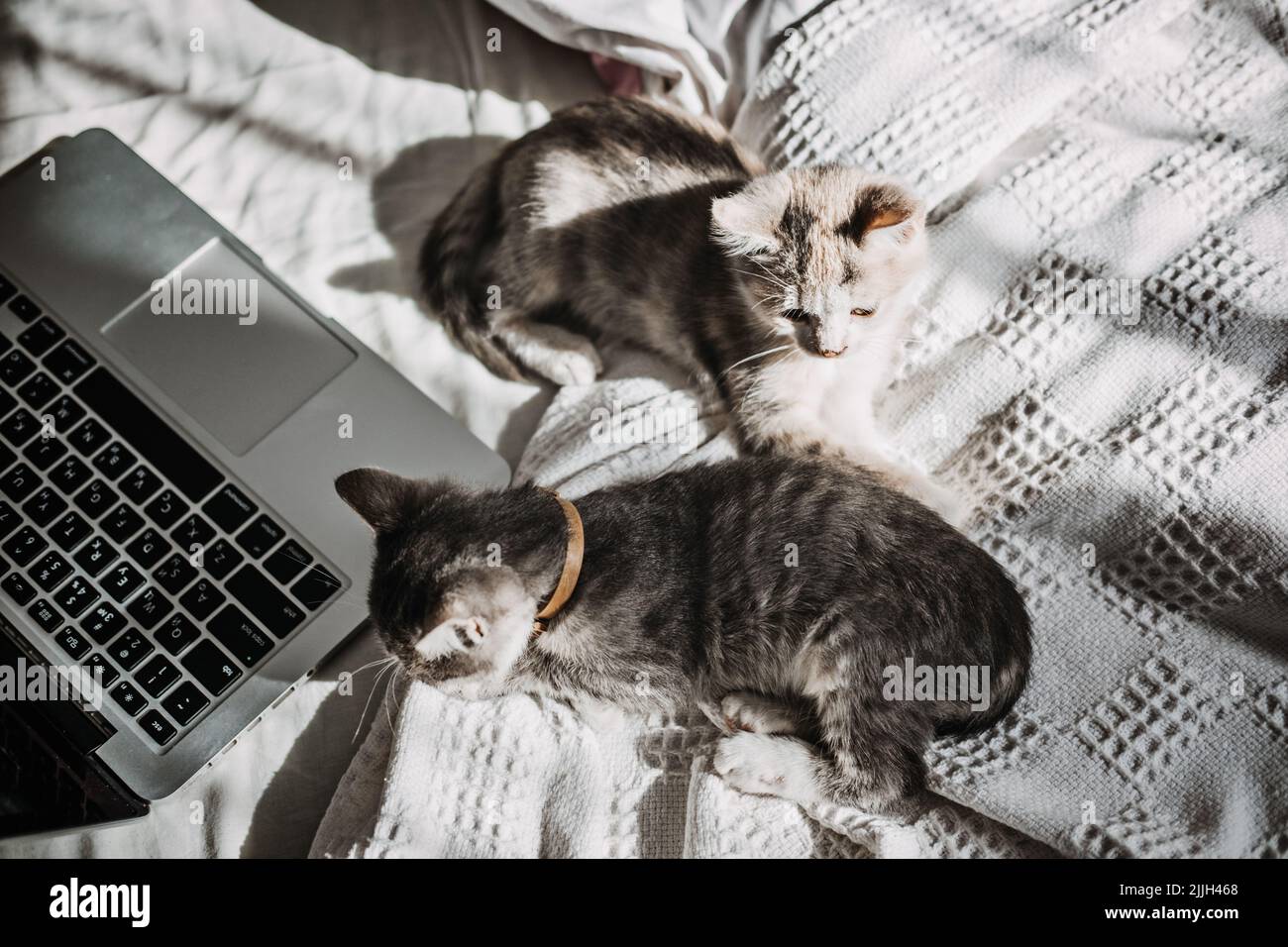 Computer kittens hi-res stock photography and images - Alamy