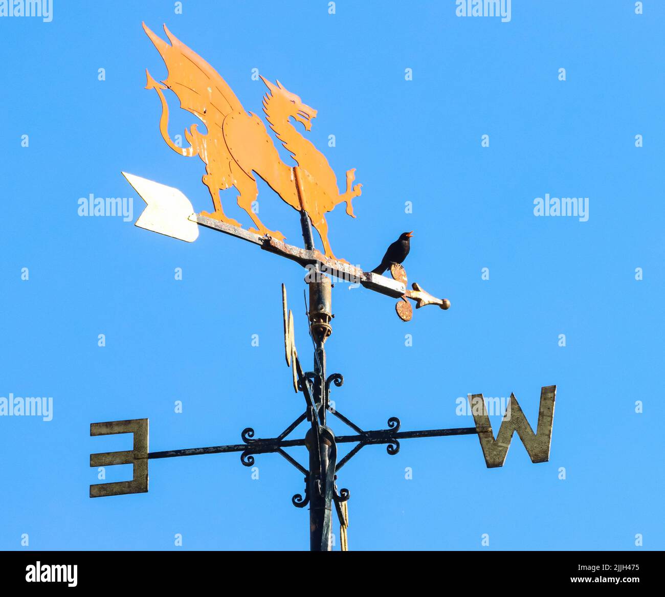 A blackbird is sitting on a weather vane. The golden dragon vane ...