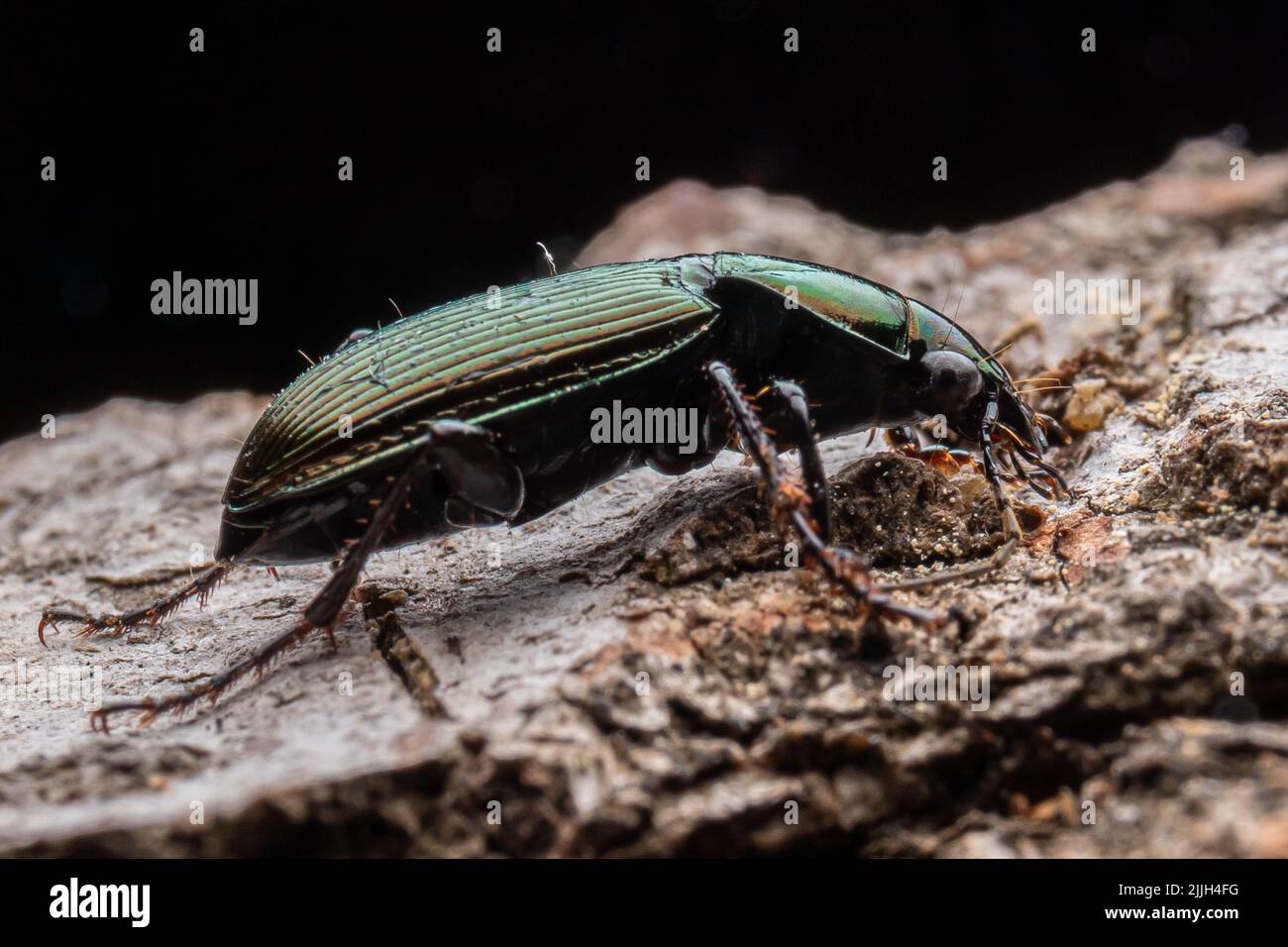 macro photo of the common beetle in a macro magnification Stock Photo ...