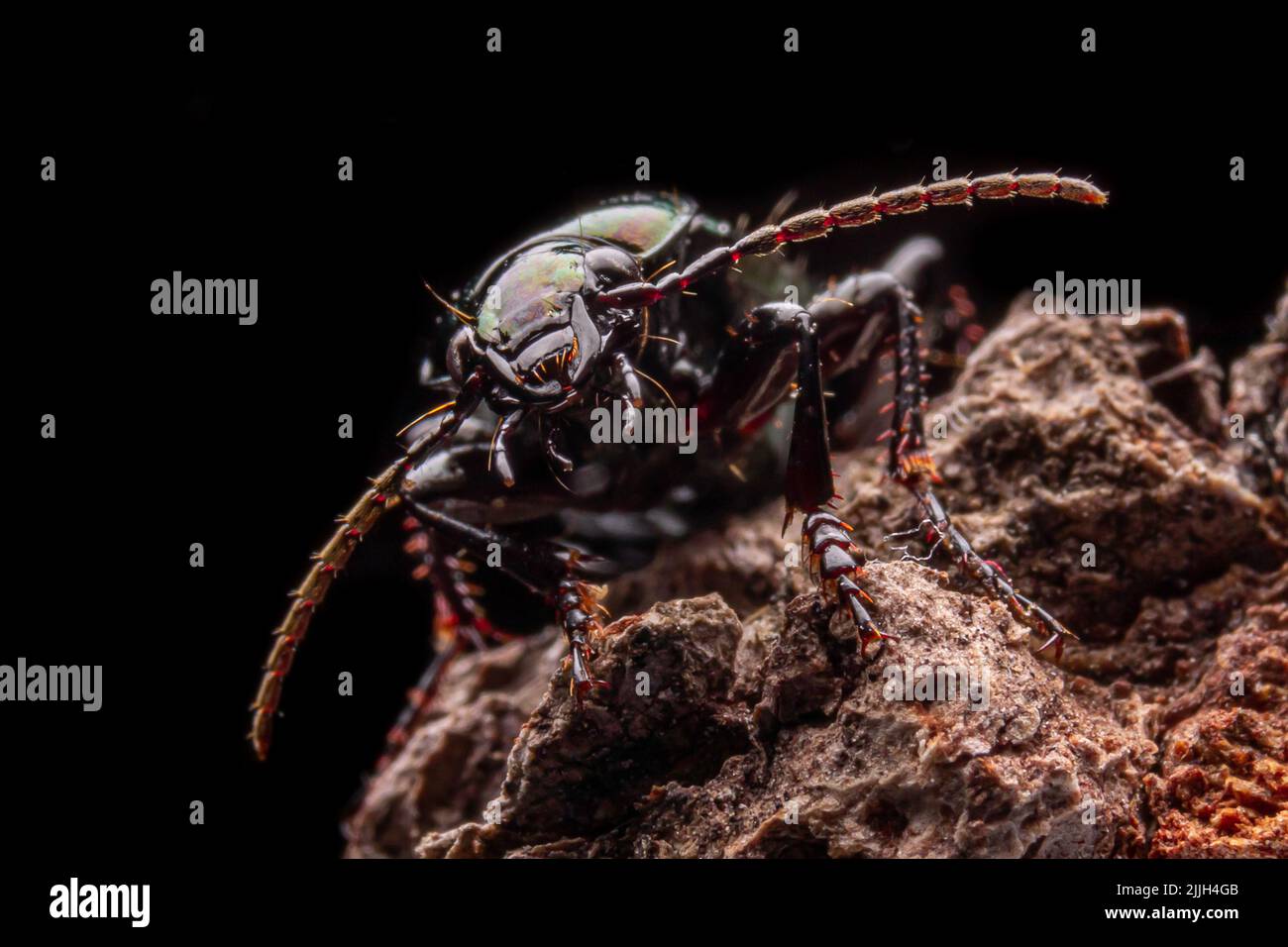 macro photo of the common beetle in a macro magnification Stock Photo ...