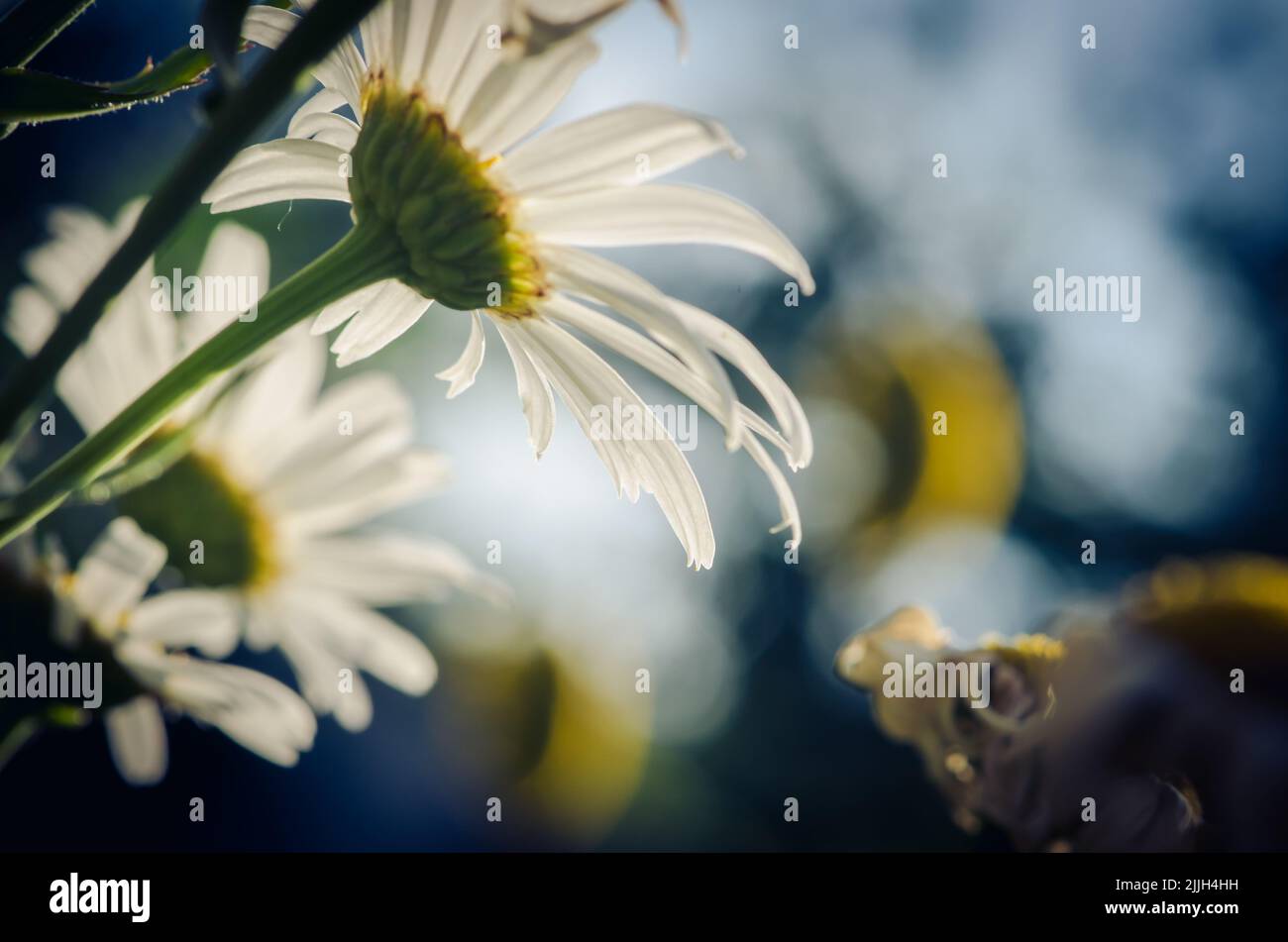 white daisy in backlight effect Stock Photo - Alamy