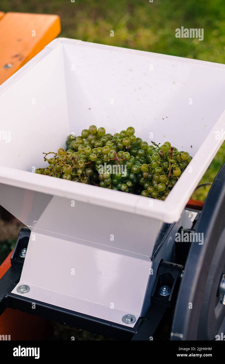pressing machine with green ripe grapes for wine making Stock Photo - Alamy