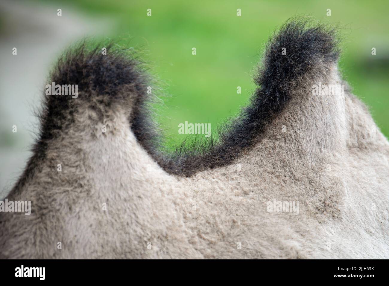 Camel hump close-up. The back of a camel with two humps. Humpback ...