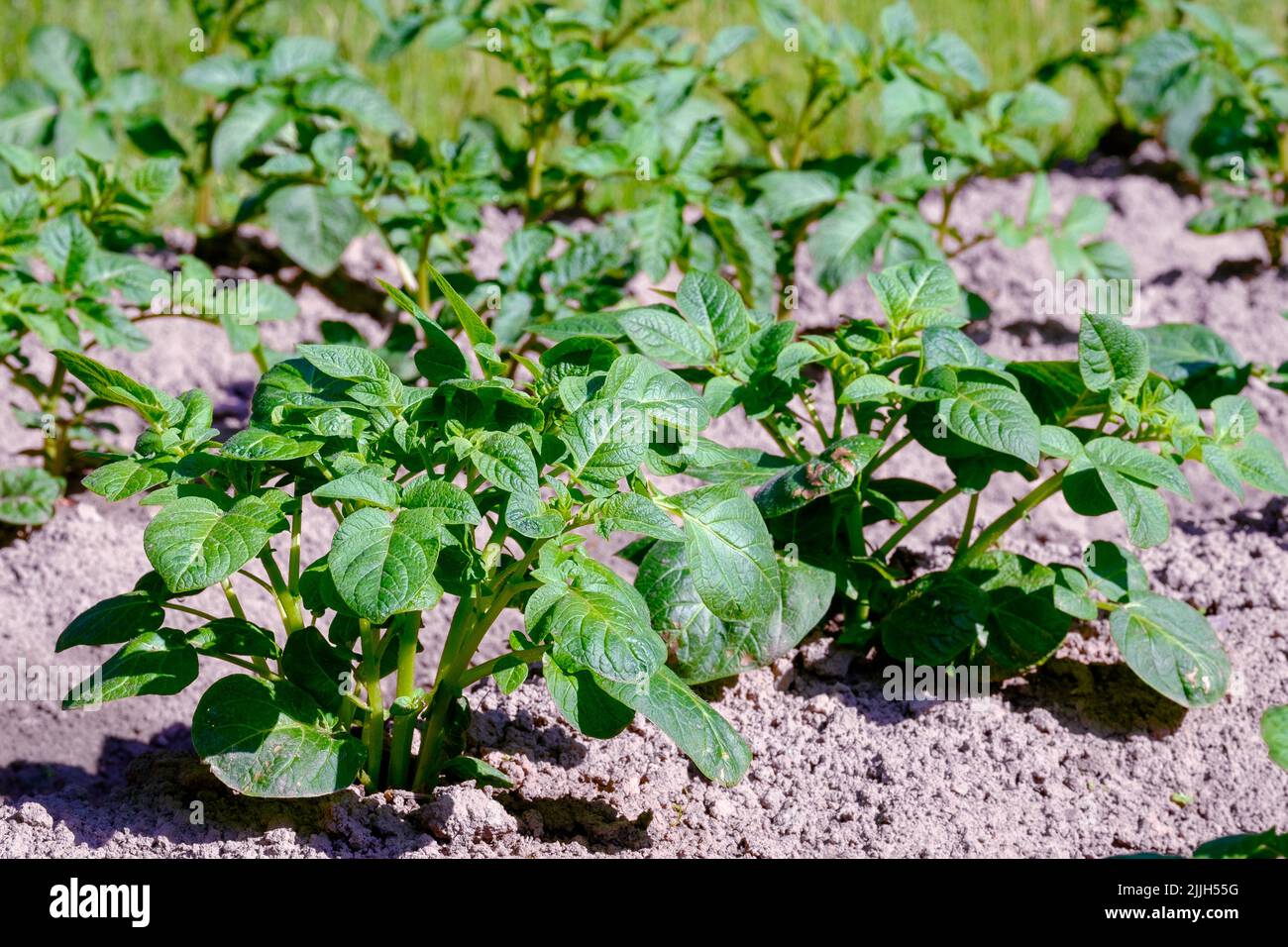Potato. Sprouts of potato plants in the field Stock Photo - Alamy