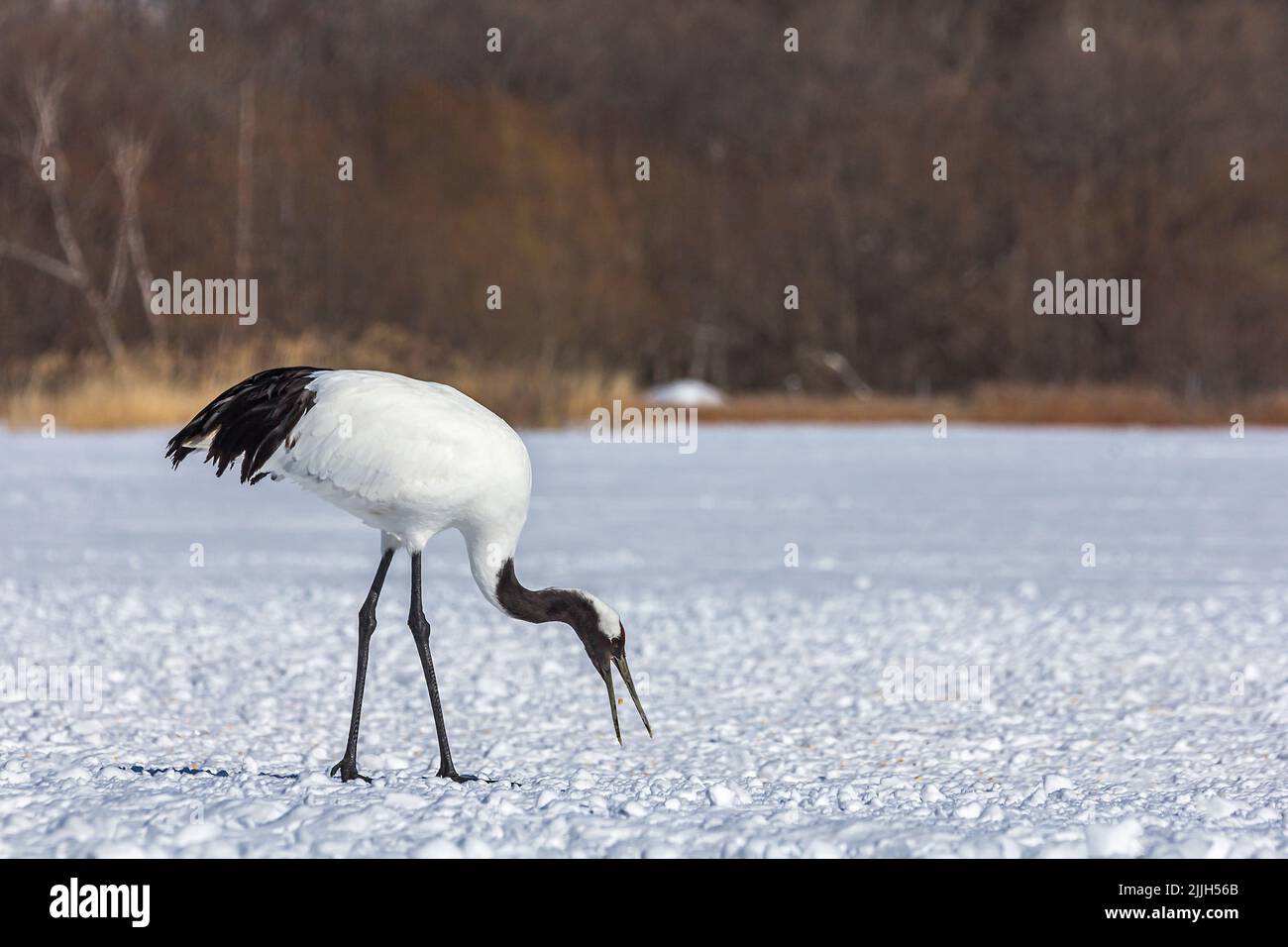 Crowned crane in meadow background hi-res stock photography and images ...