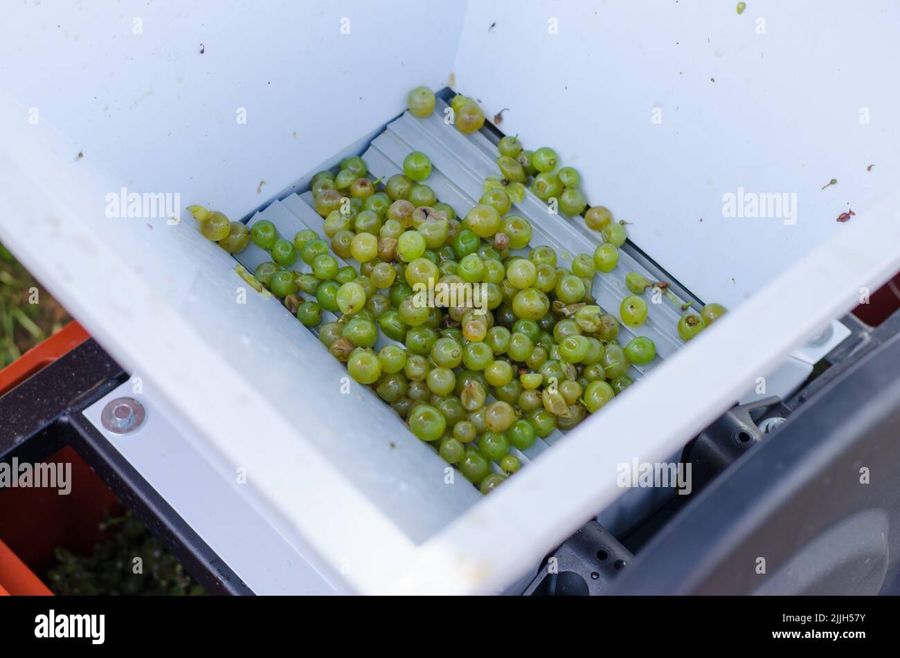pressing machine with green ripe grapes in process of making Stock ...
