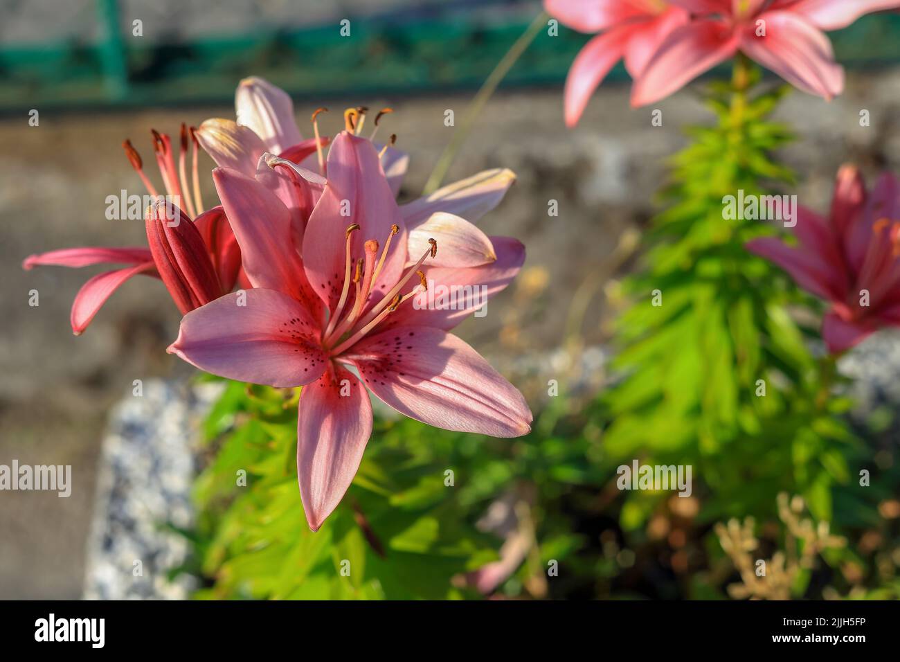 Lily beautiful color hi-res stock photography and images - Alamy