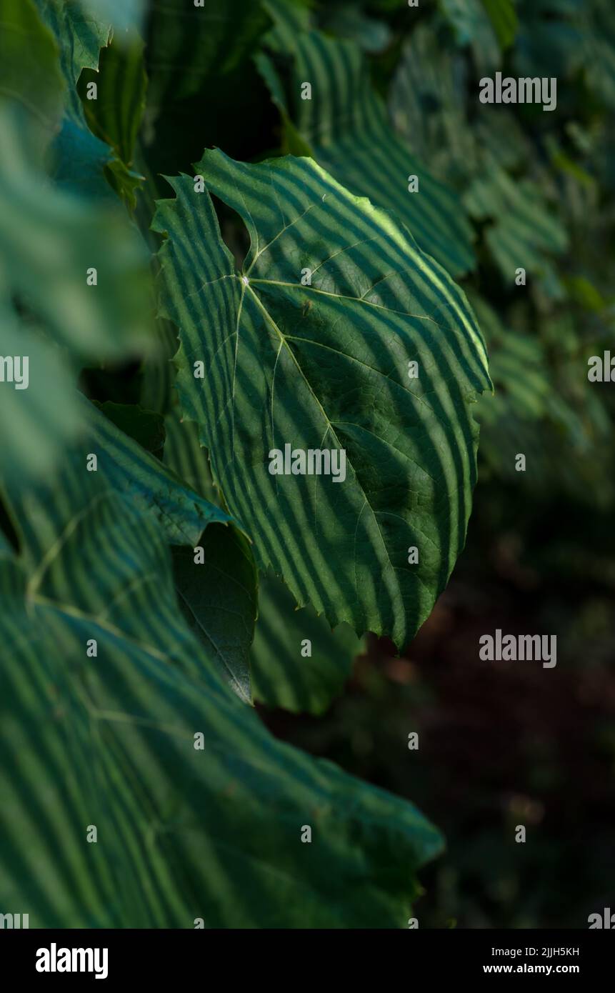 detail of grape leaves with dramatic pattern in sunny day Stock Photo ...