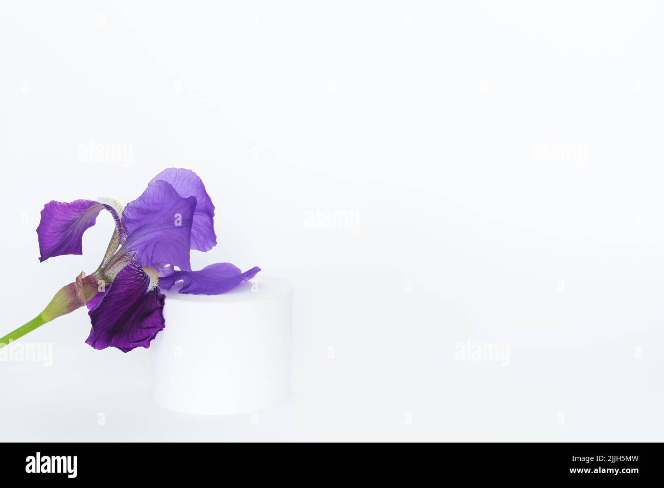 Purple iris flower with white circular display for products on white ...