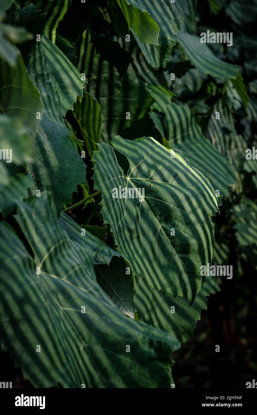 Dramatic pattern hi-res stock photography and images - Alamy