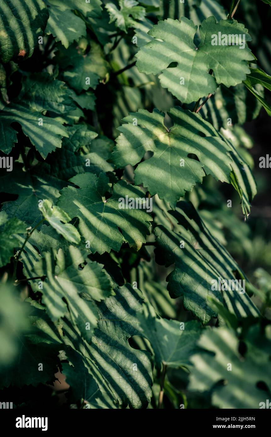 detail of grape leaves with contrasted shadow on it Stock Photo - Alamy