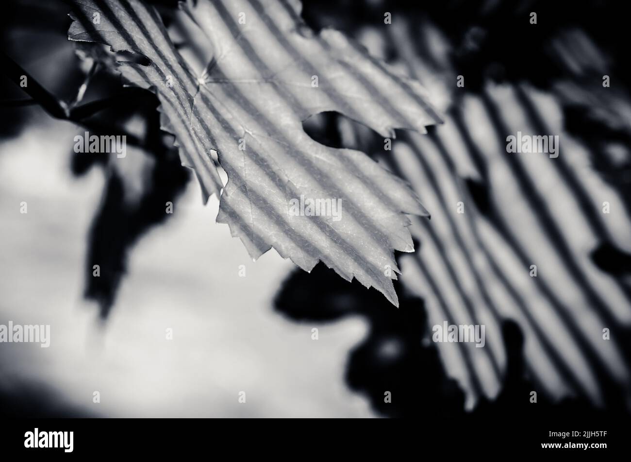 detail of grape leaves with contrasted shadow on it Stock Photo - Alamy