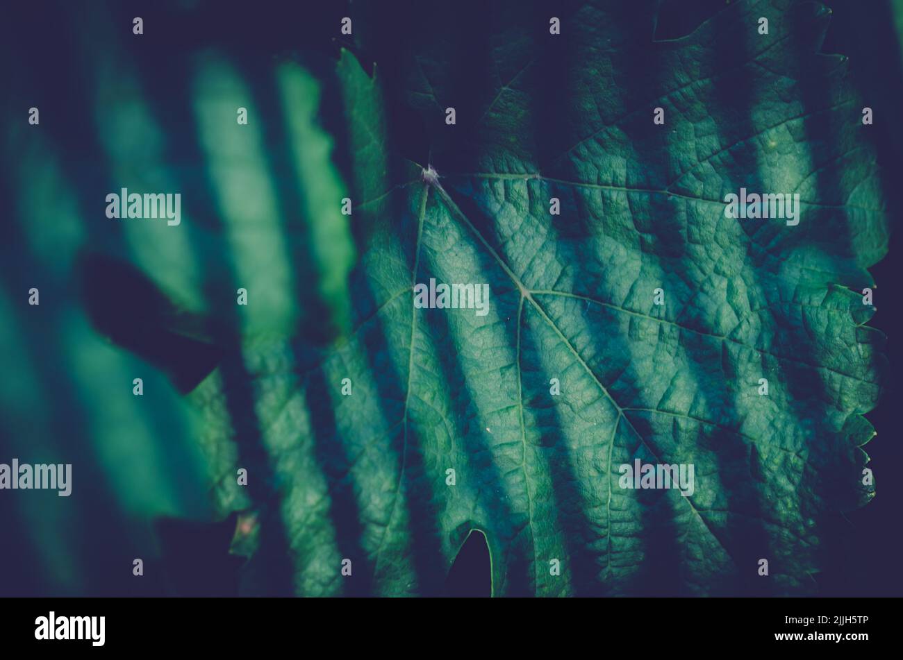 detail of grape leaves with contrasted shadow on it Stock Photo - Alamy