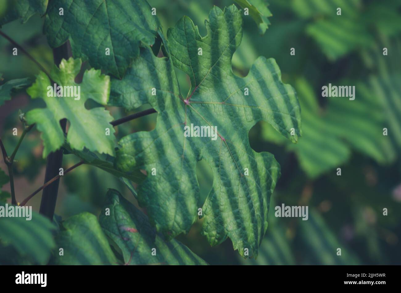 detail of grape leaves with contrasted shadow on it Stock Photo - Alamy