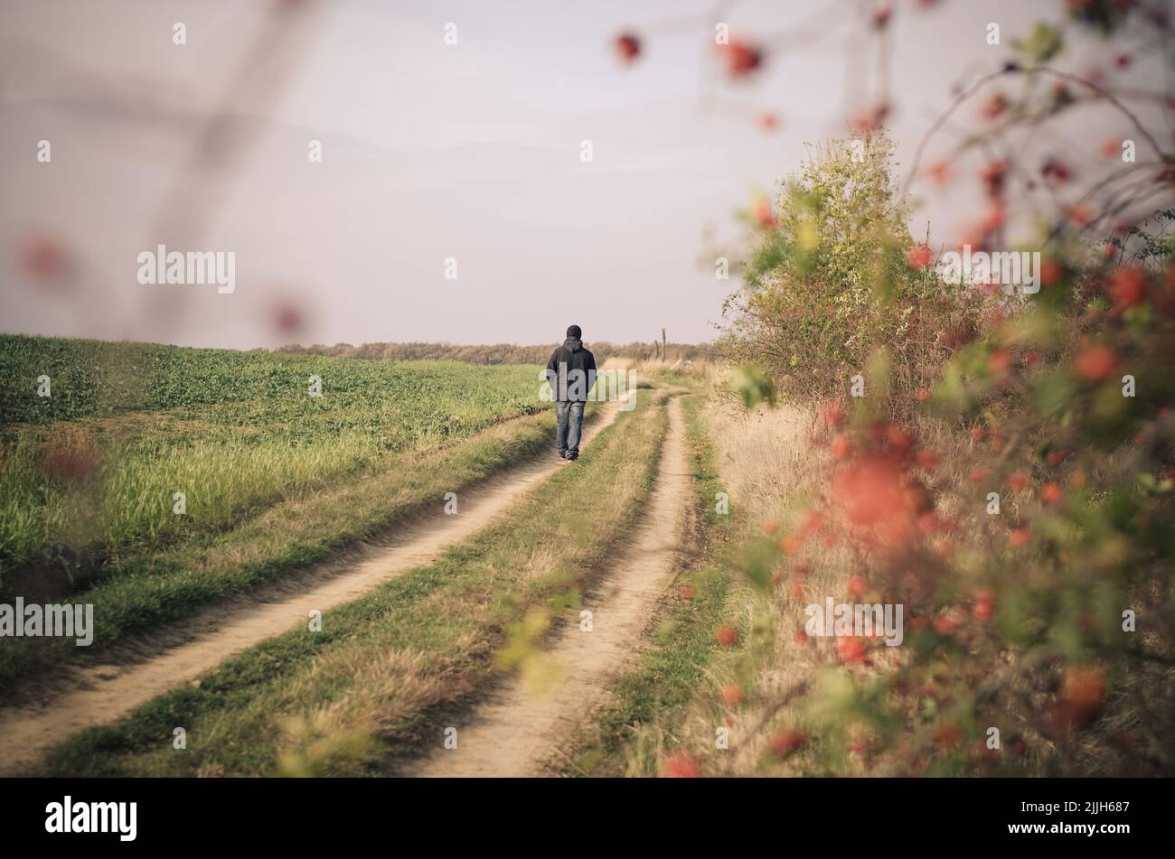 nostalgic autumn day with sad man leaving away among empty meadows in ...
