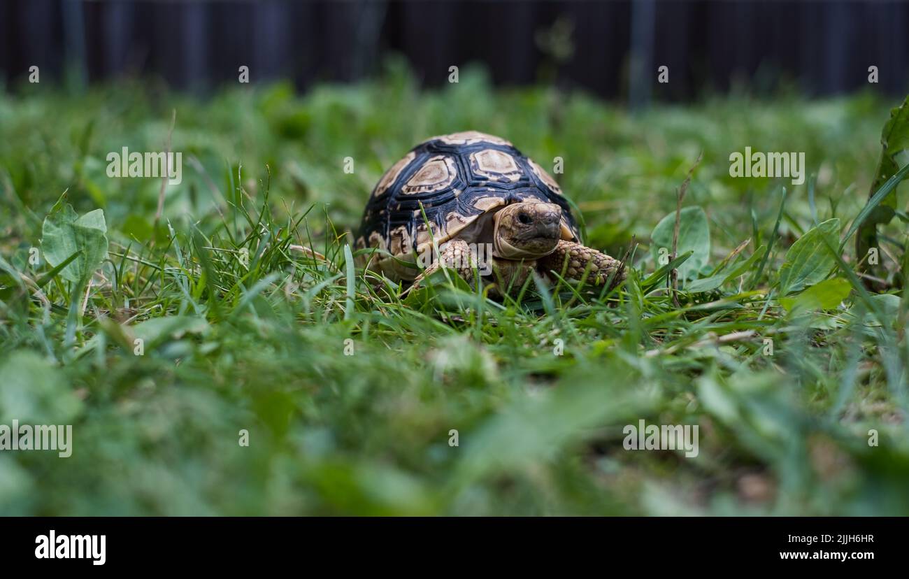 Turtle with spotted shell. Leopard tortoise Stock Photo - Alamy