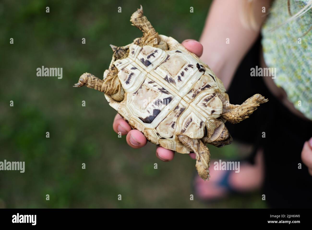 Leopard tortoise. Child holding a cute pet turtle upside down Stock ...