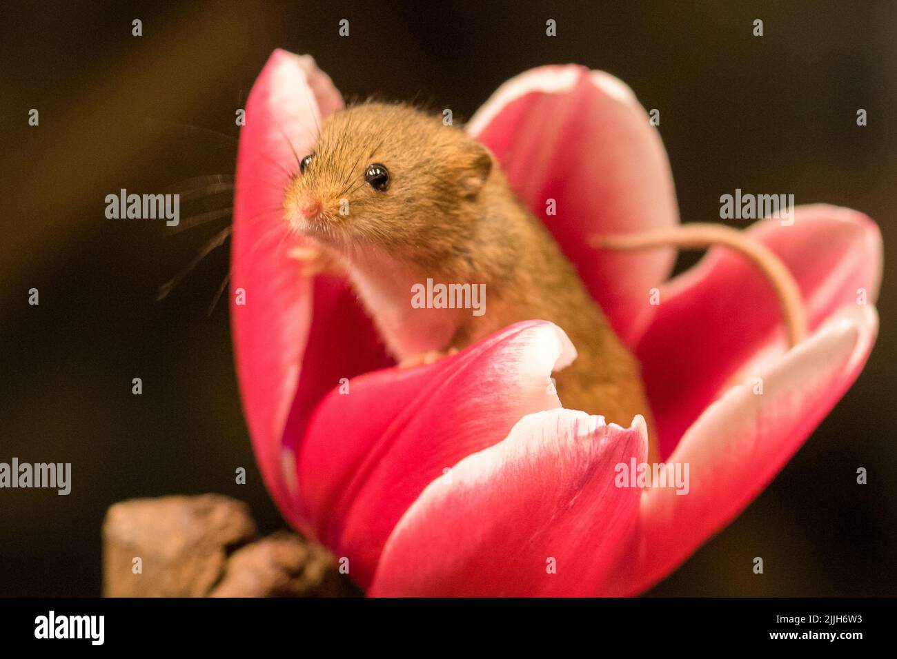 harvest mouse sitting in a tulip Stock Photo - Alamy