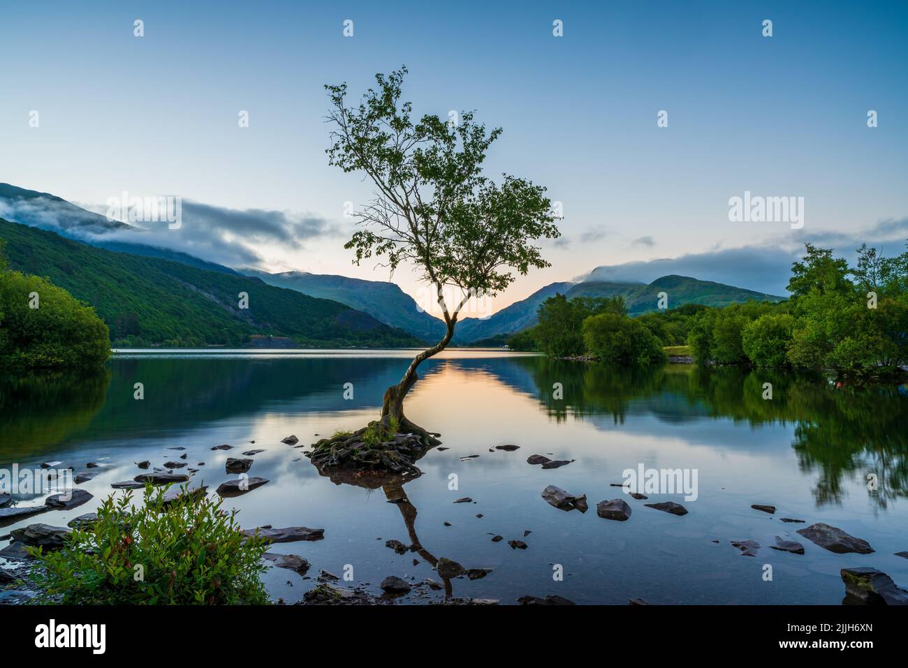 Lone Tree on Llyn Padarn lake in LLanberis at dawn, Wales, UK Stock ...