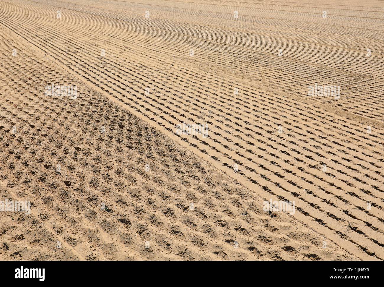 burnt field without seedlings without sprouts due to the terrible ...