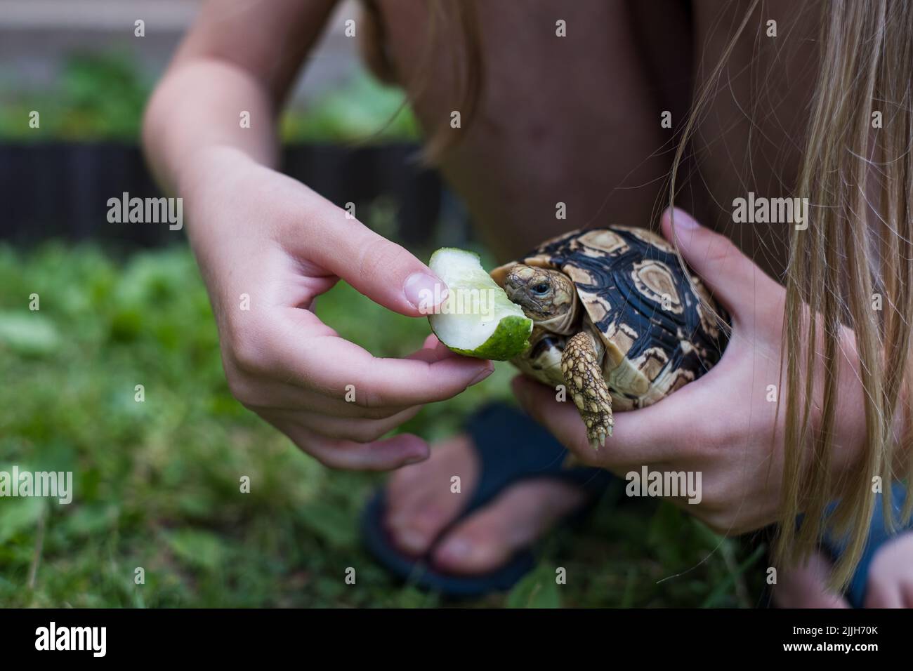 Leopard tortoise. Child feeding a cute pet turtle with spotted shell ...