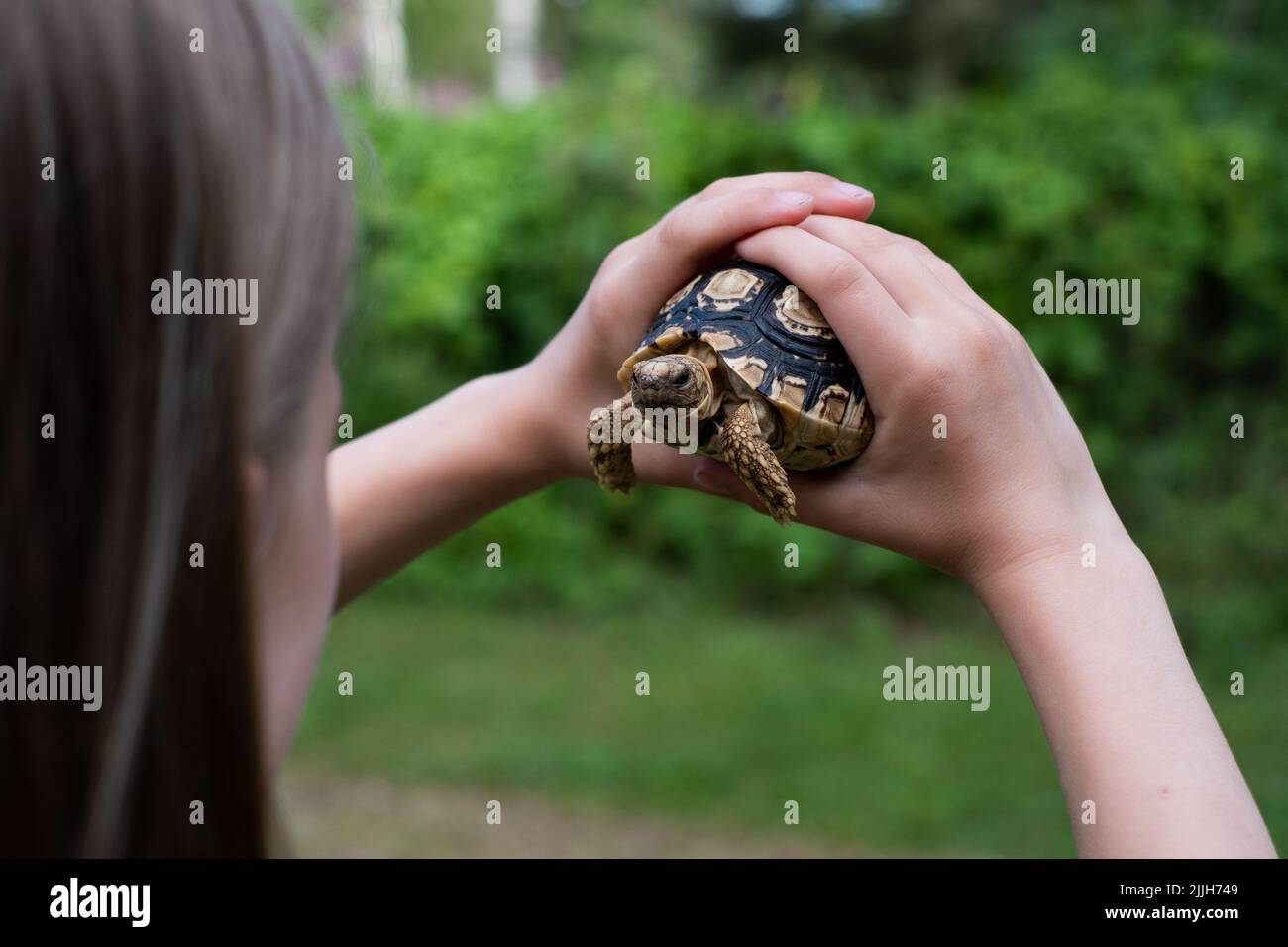 Stigmochelys pardalis young hi-res stock photography and images - Alamy