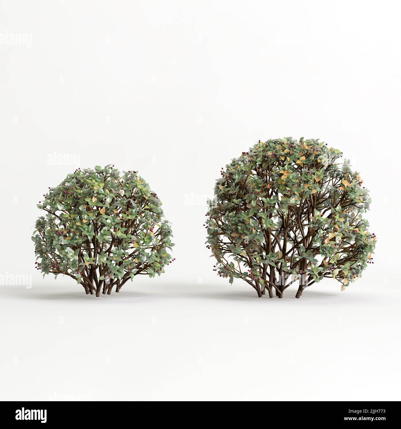 3d illustration of flower bush isolated on white background Stock Photo ...