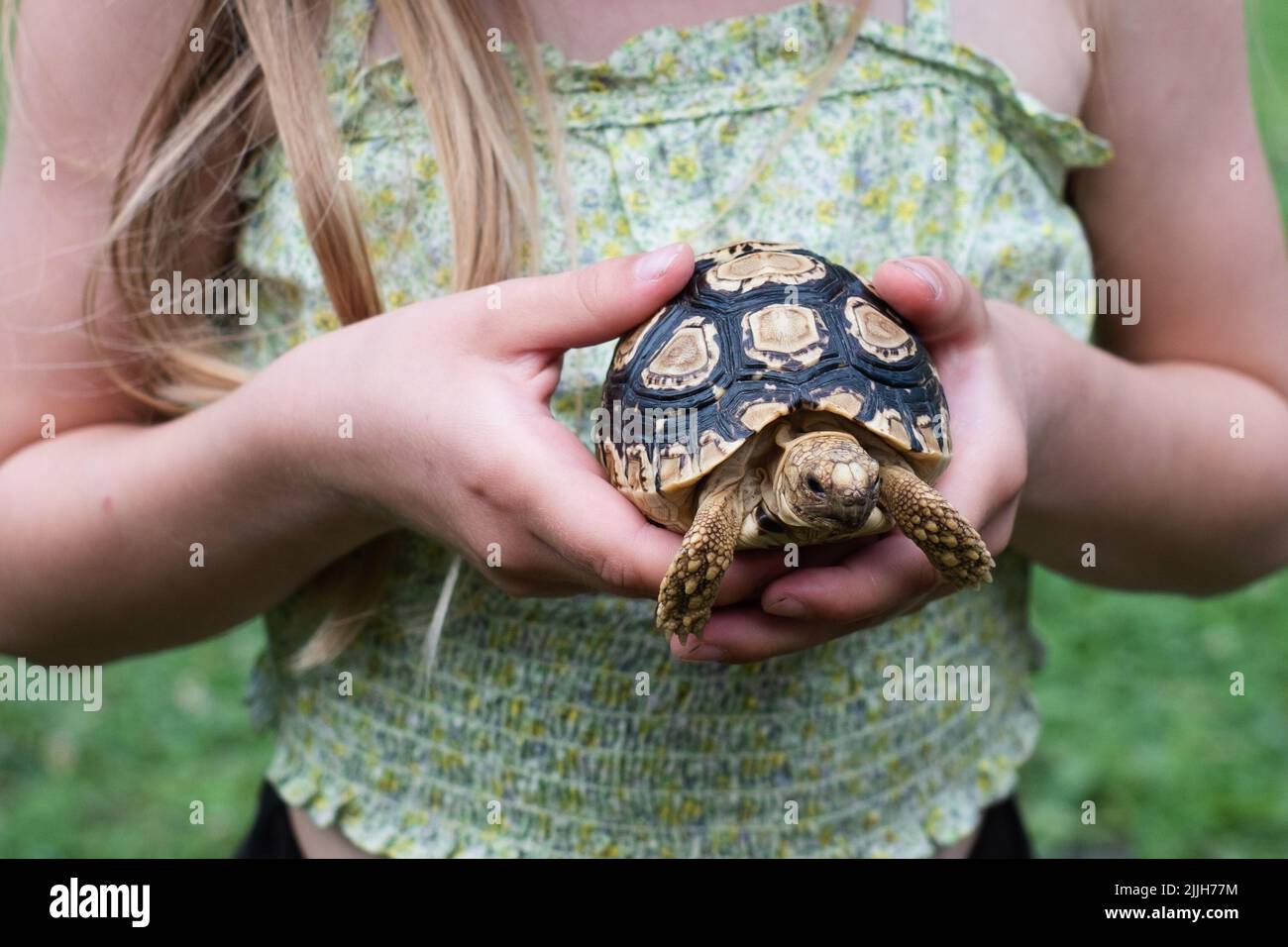 Leopard tortoise. Child holding a cute pet turtle with spotted shell ...