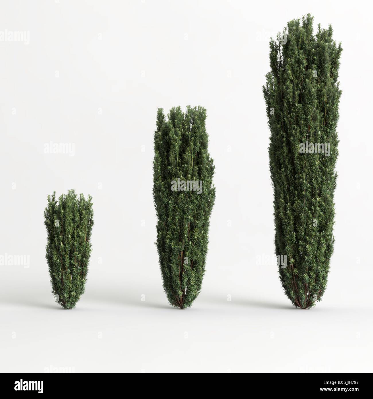 3d illustration of flower bush isolated on white background Stock Photo ...