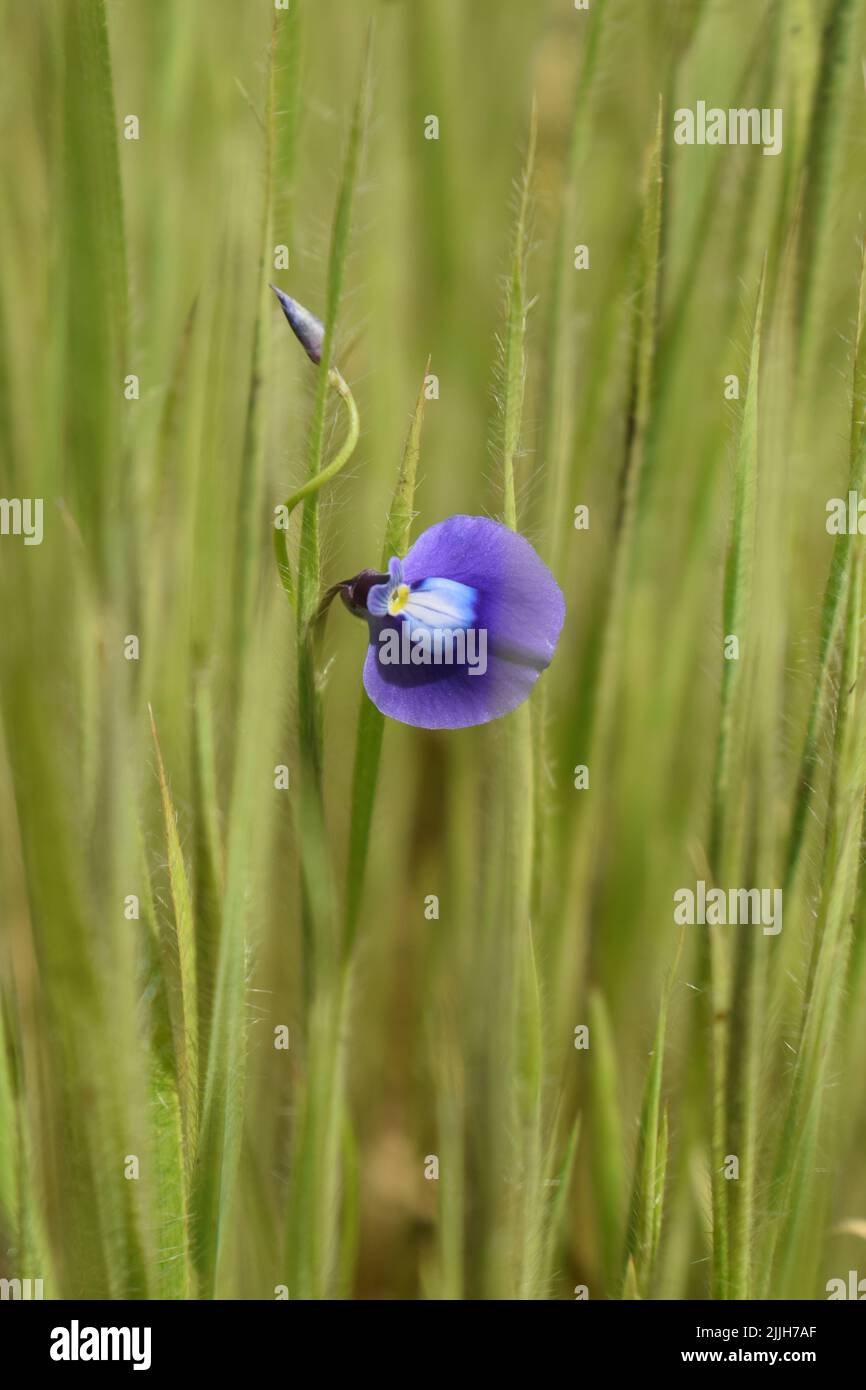 Utricularia reticulata hi-res stock photography and images - Alamy