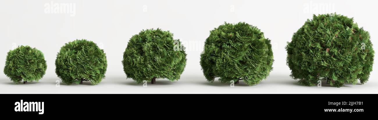 3d illustration of flower bush isolated on white background Stock Photo ...